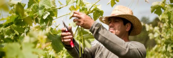 RSE Scheme New Zealand: Complete Guide 2025 - Rocket Remit Blog